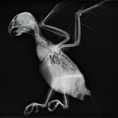 Bird-radiograph-2 – Paws N' Claws