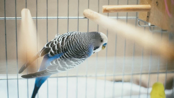 Basic bird care: A quick guide - Paws N' Claws