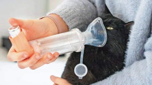 Cat Asthma: Symptoms and Treatment of Chronic Respiratory Condition ...